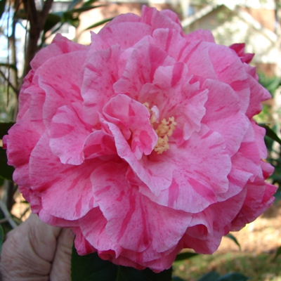 County Line Nursery - Japonicas - A_E