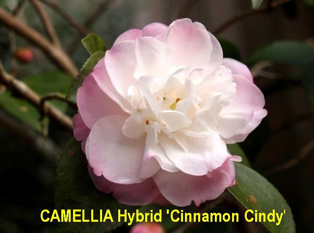 County Line Nursery - Japonicas - A_E