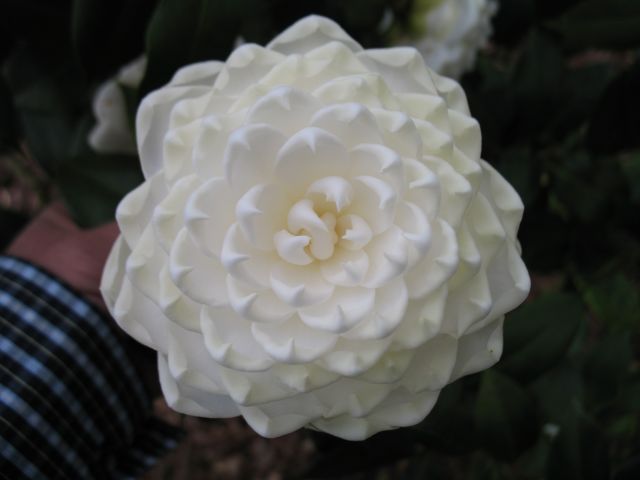 County Line Nursery - Japonicas - A_E