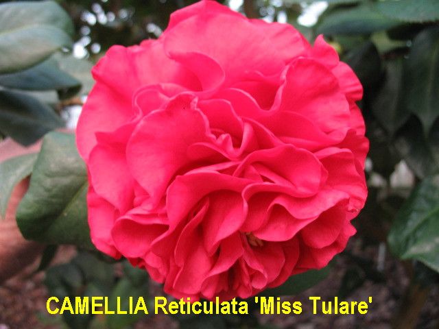 County Line Nursery - Japonicas - A_E