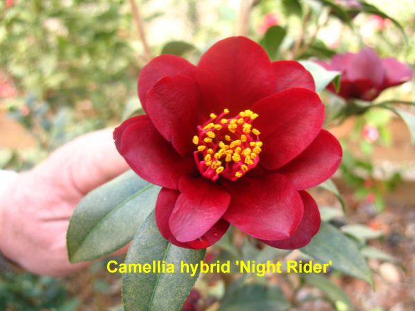 County Line Nursery - Japonicas - A_E